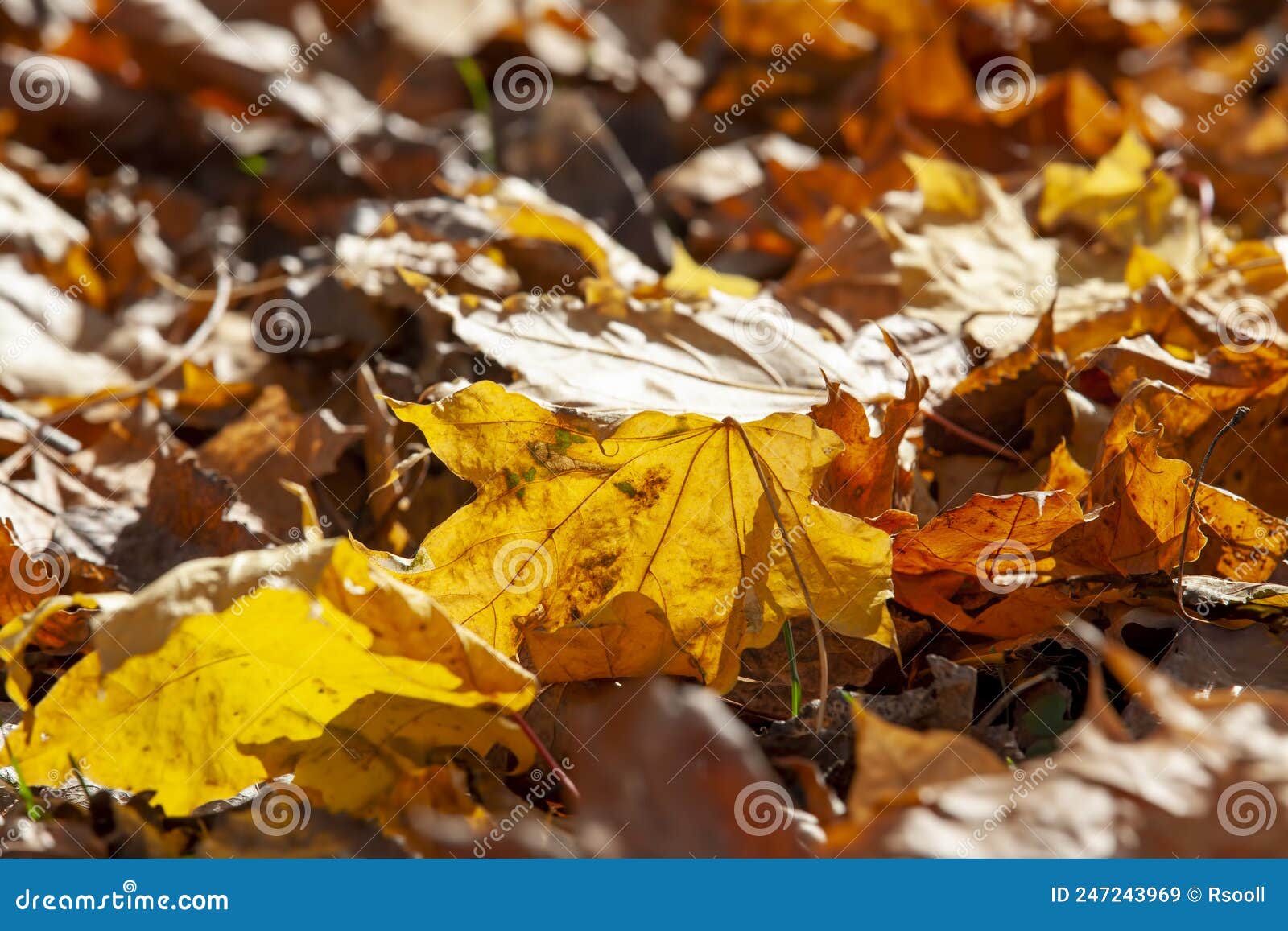 Changes in Nature during the Autumn Season Stock Image - Image of ...