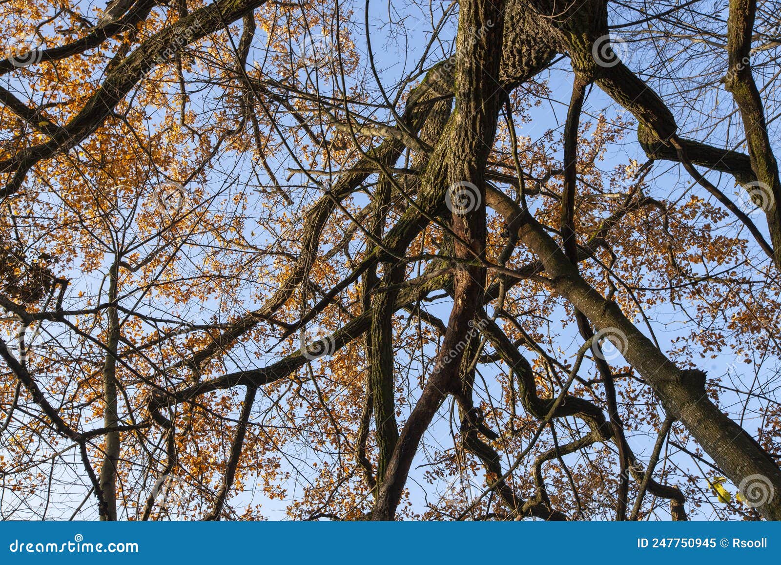 Changes in Nature during the Autumn Season Stock Image - Image of leaf ...