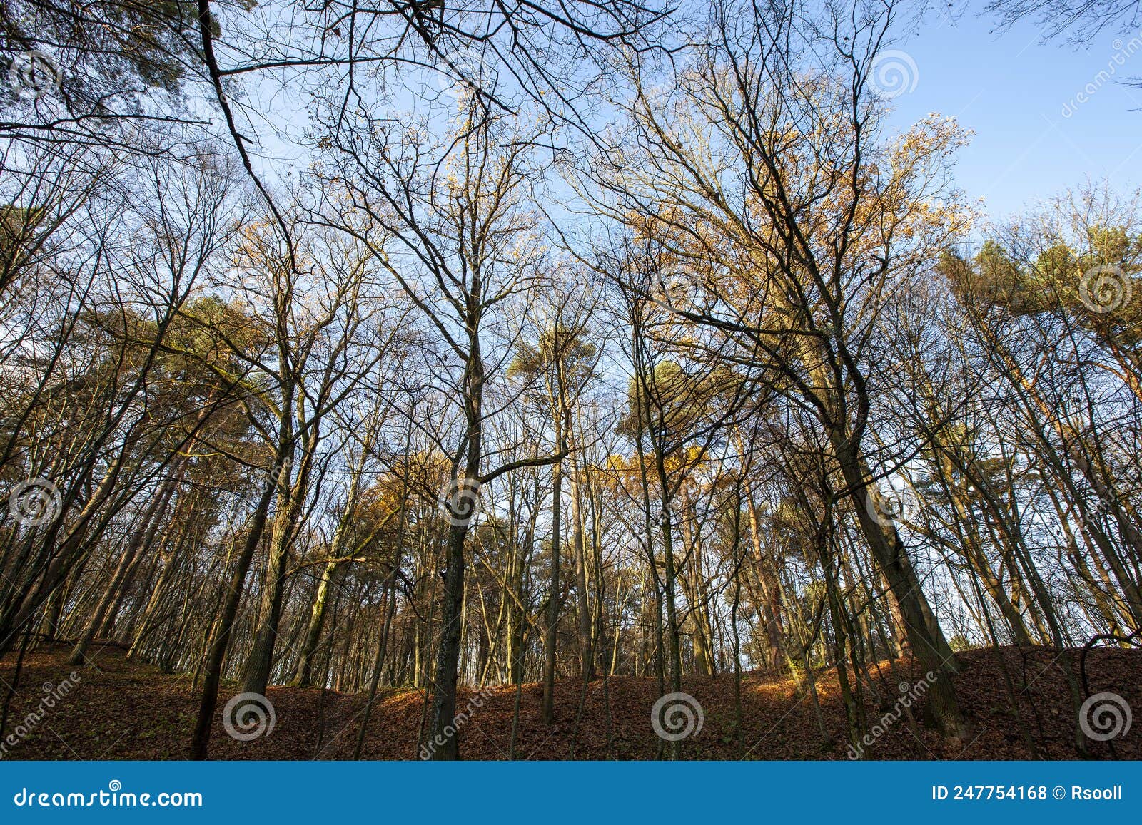 Changes in Nature during the Autumn Season Stock Photo - Image of ...
