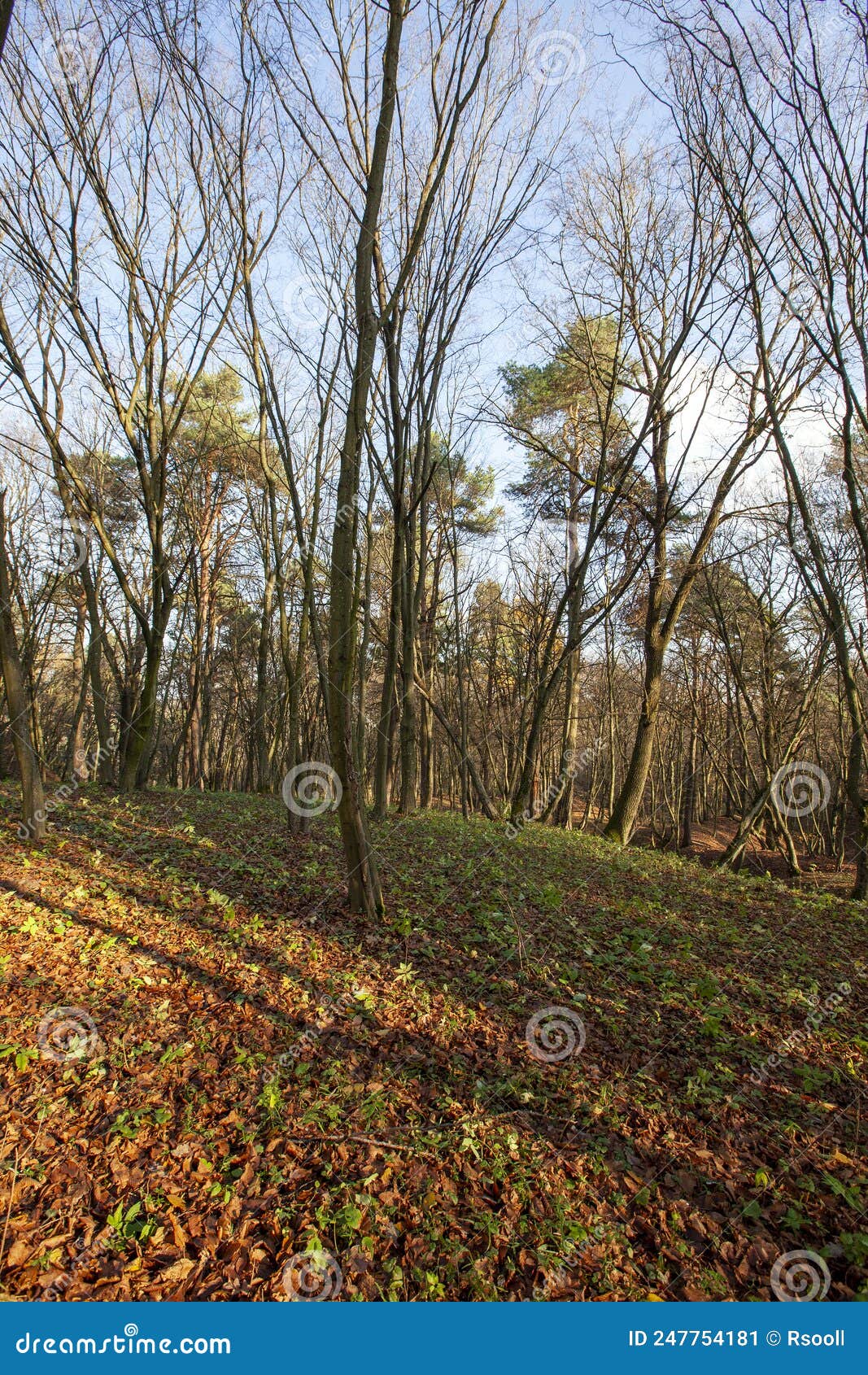 Changes in Nature during the Autumn Season Stock Image - Image of flora ...