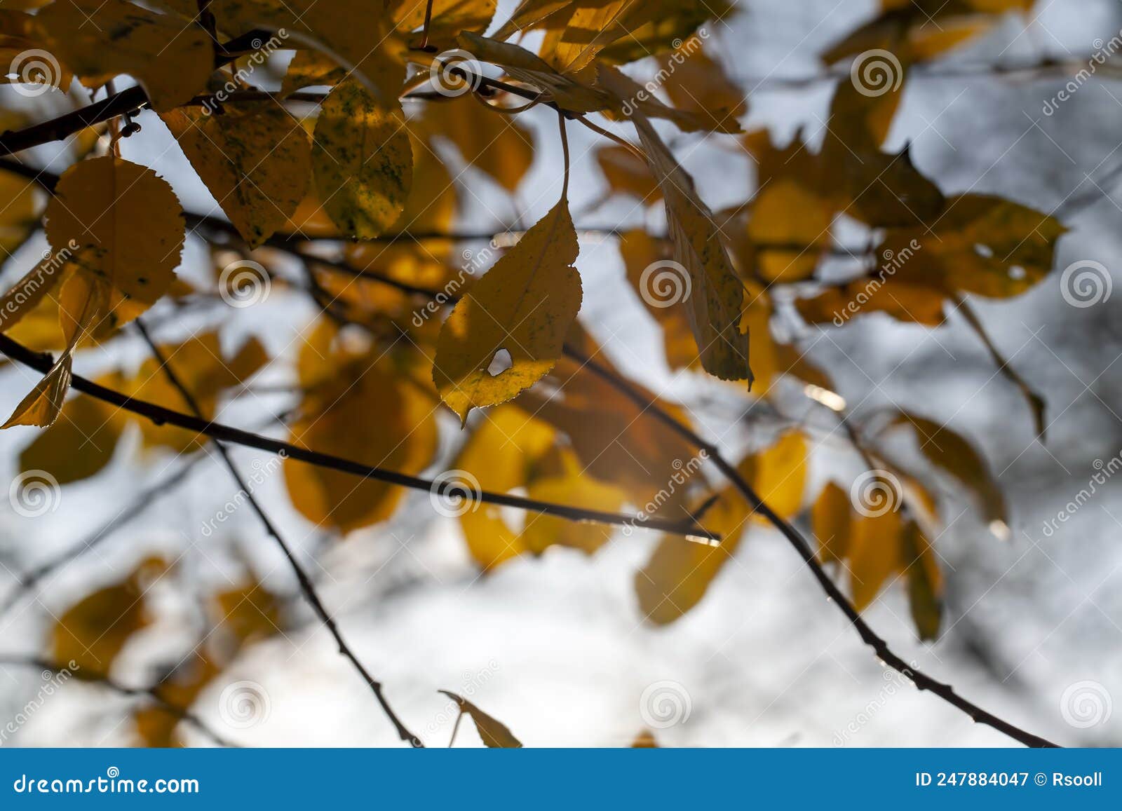 Changes in Nature during the Autumn Season Stock Image - Image of birch ...