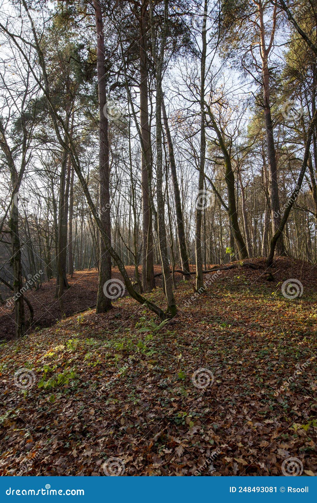 Changes in Nature during the Autumn Season Stock Image - Image of ...