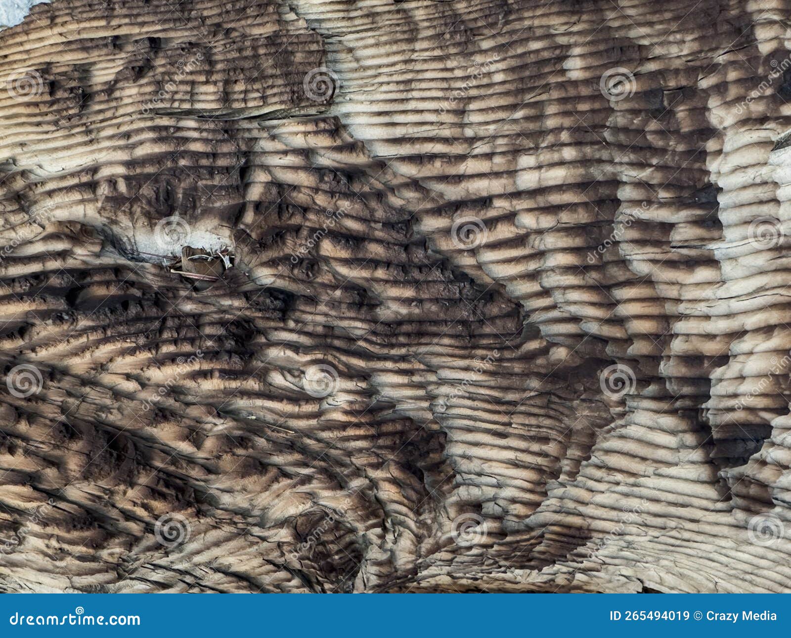 Changes and Patterns in the Tree that Occur As a Result of a Lightning ...