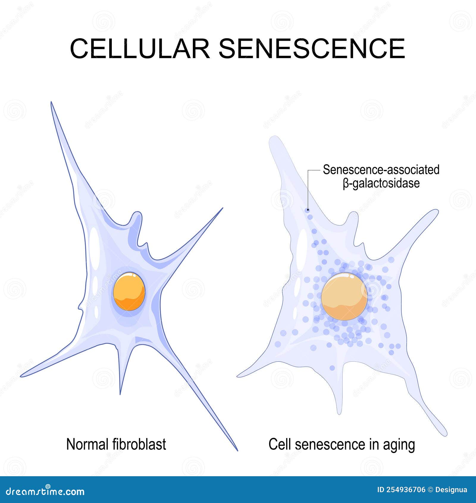 Cellular Senescence. Functions Of The SASP Vector Illustration ... Cellular Senescence. Functions Of The SASP Vector Illustration ...
