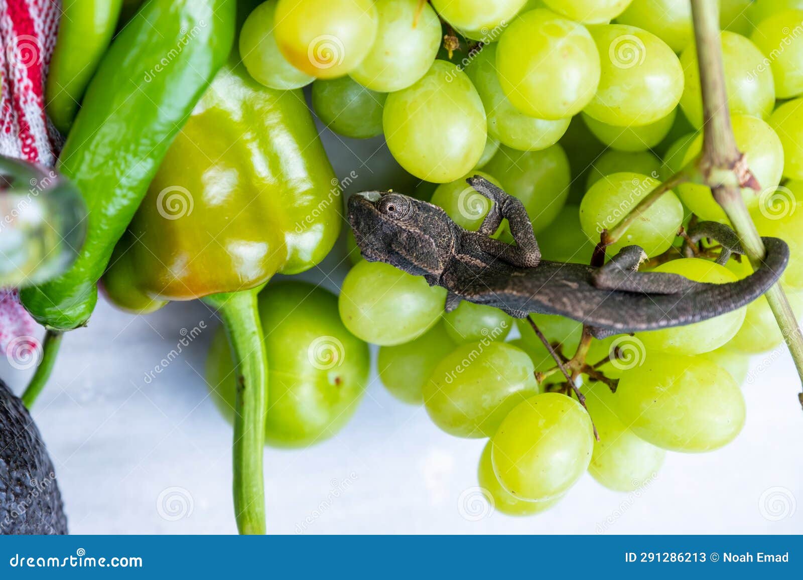 Changing Color Lizard Blending Nin Some Vegetables and Fruits Stock ...
