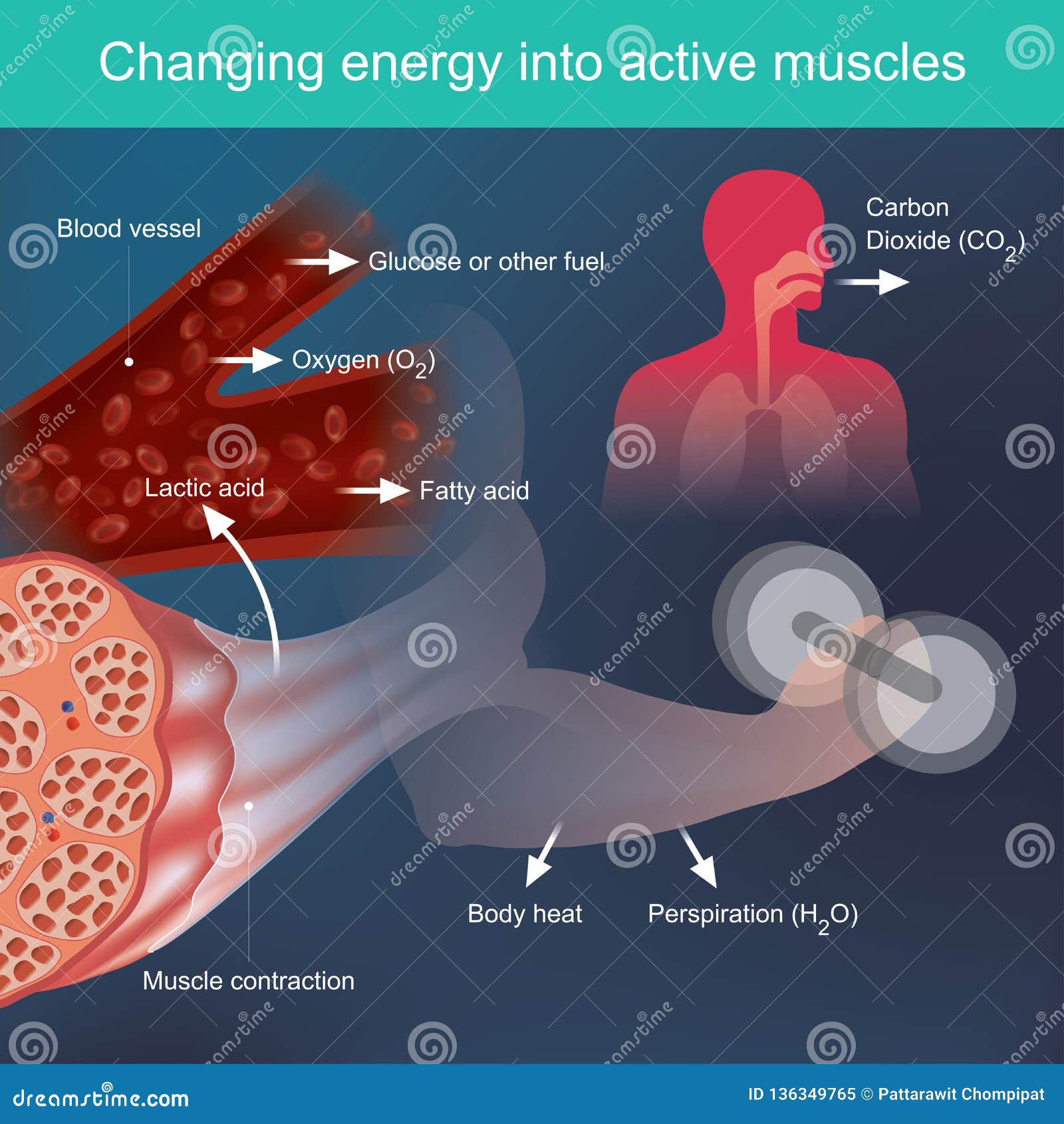 Heat And Perspiration From The Skin. The Mechanism Body Temperature ...
