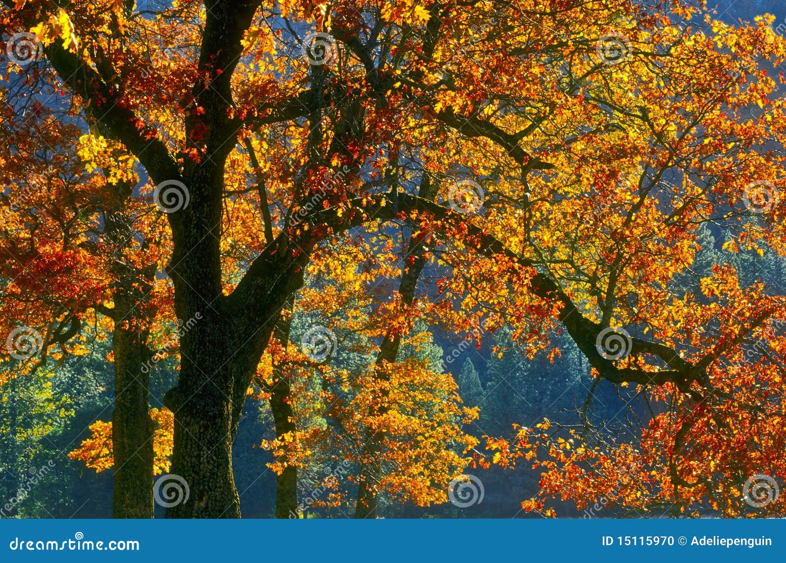 The Changing Leaves Stock Photo | CartoonDealer.com #122335644