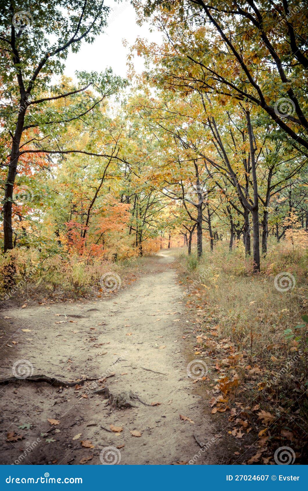 Changing Path stock image. Image of path, nature, woods - 27024607