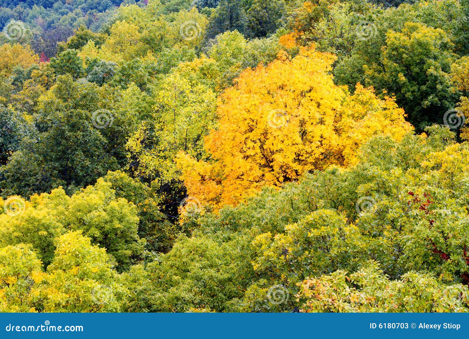 Changing trees stock image. Image of season, foliage, background - 6180703