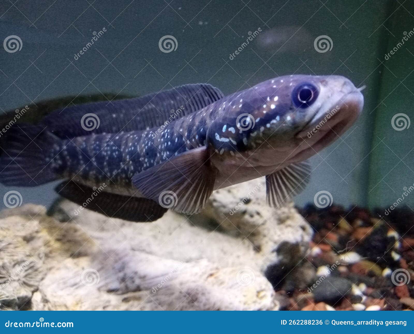 Channa asiatica white spot stock photo. Image of fish - 262288236