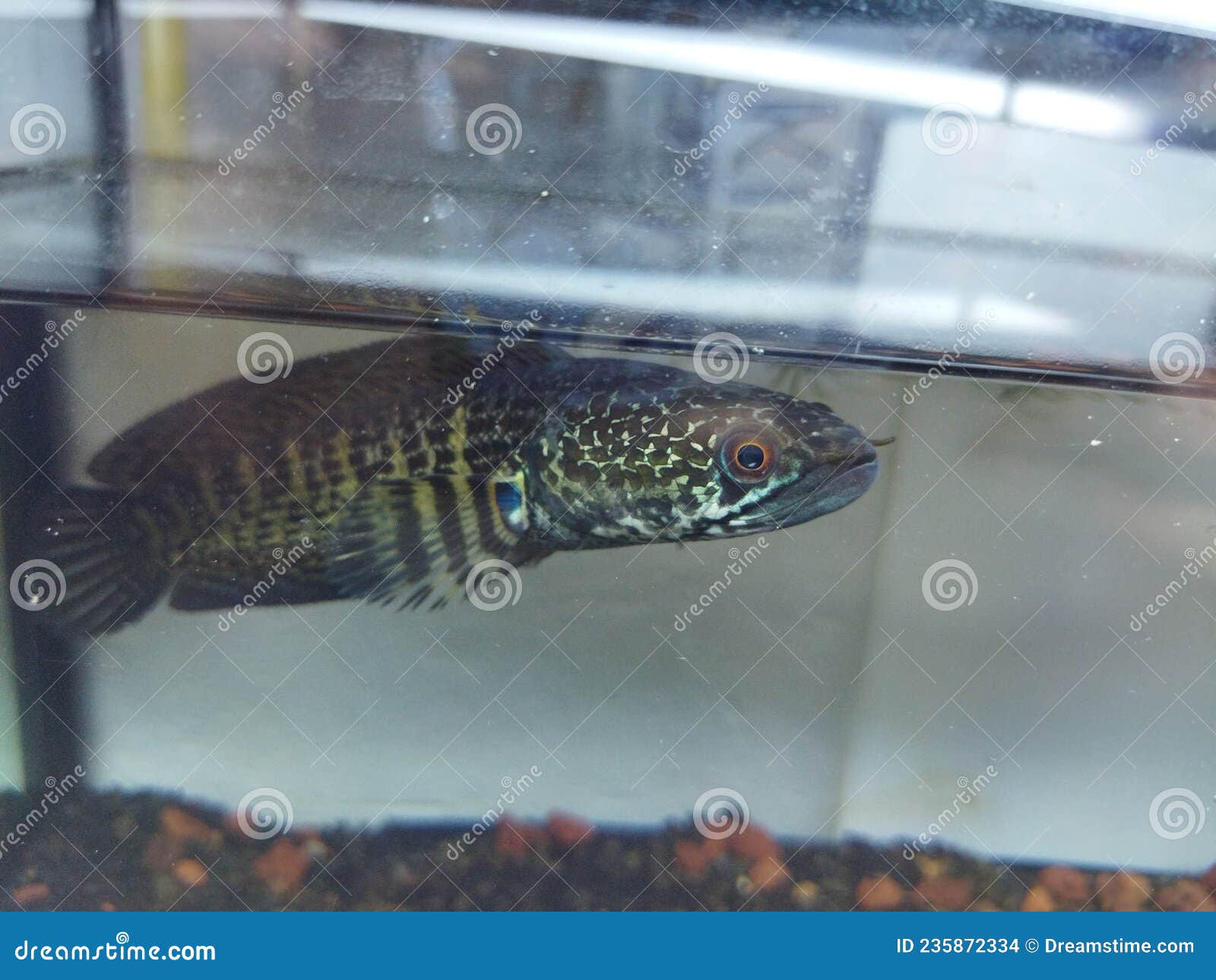 Channa Aurantimaculata Cobra Stock Photo - Image of cobra, fish: 235872334