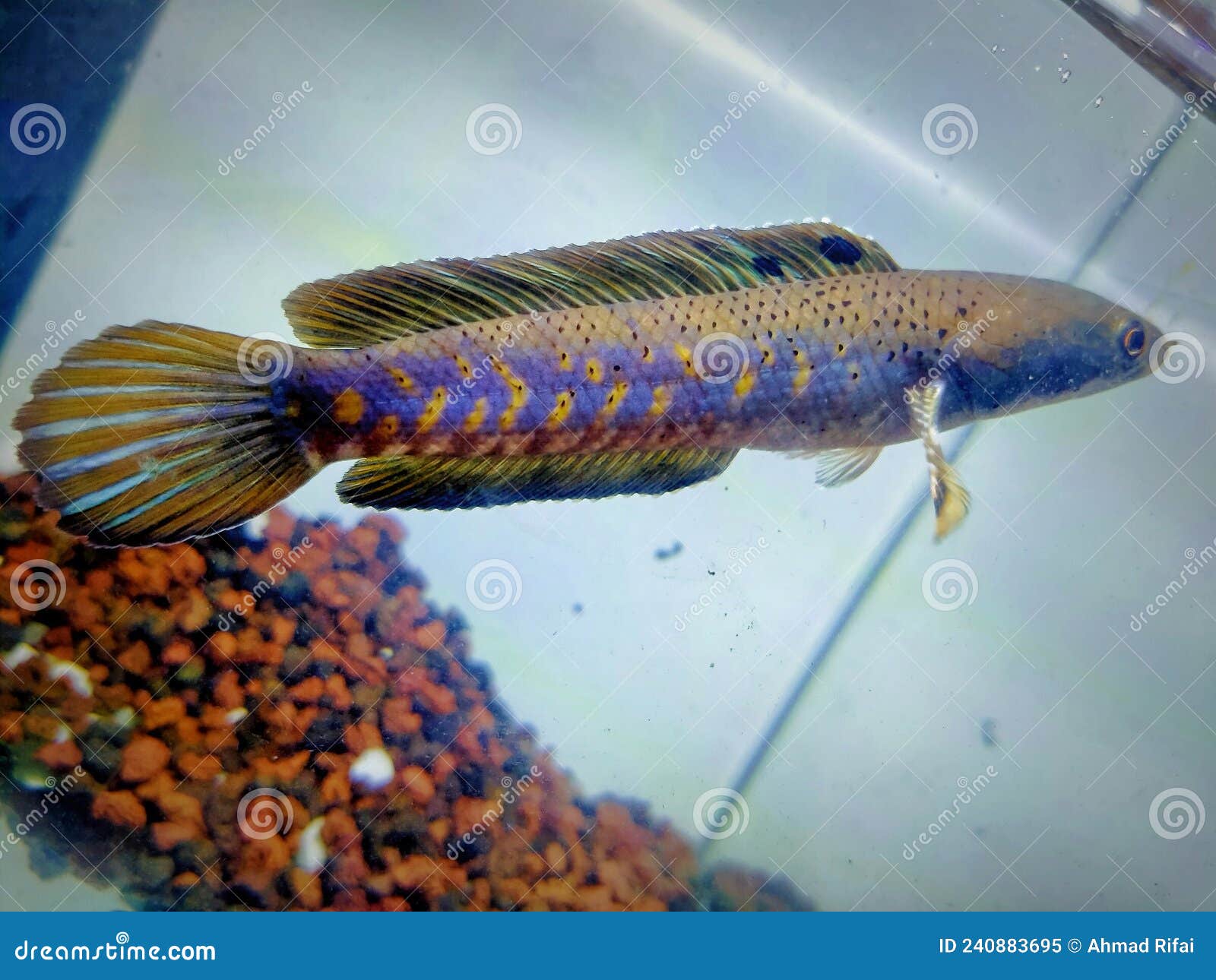 Channa Blue Pulcha Wildfish from Myanmar Stock Image - Image of myanmar ...