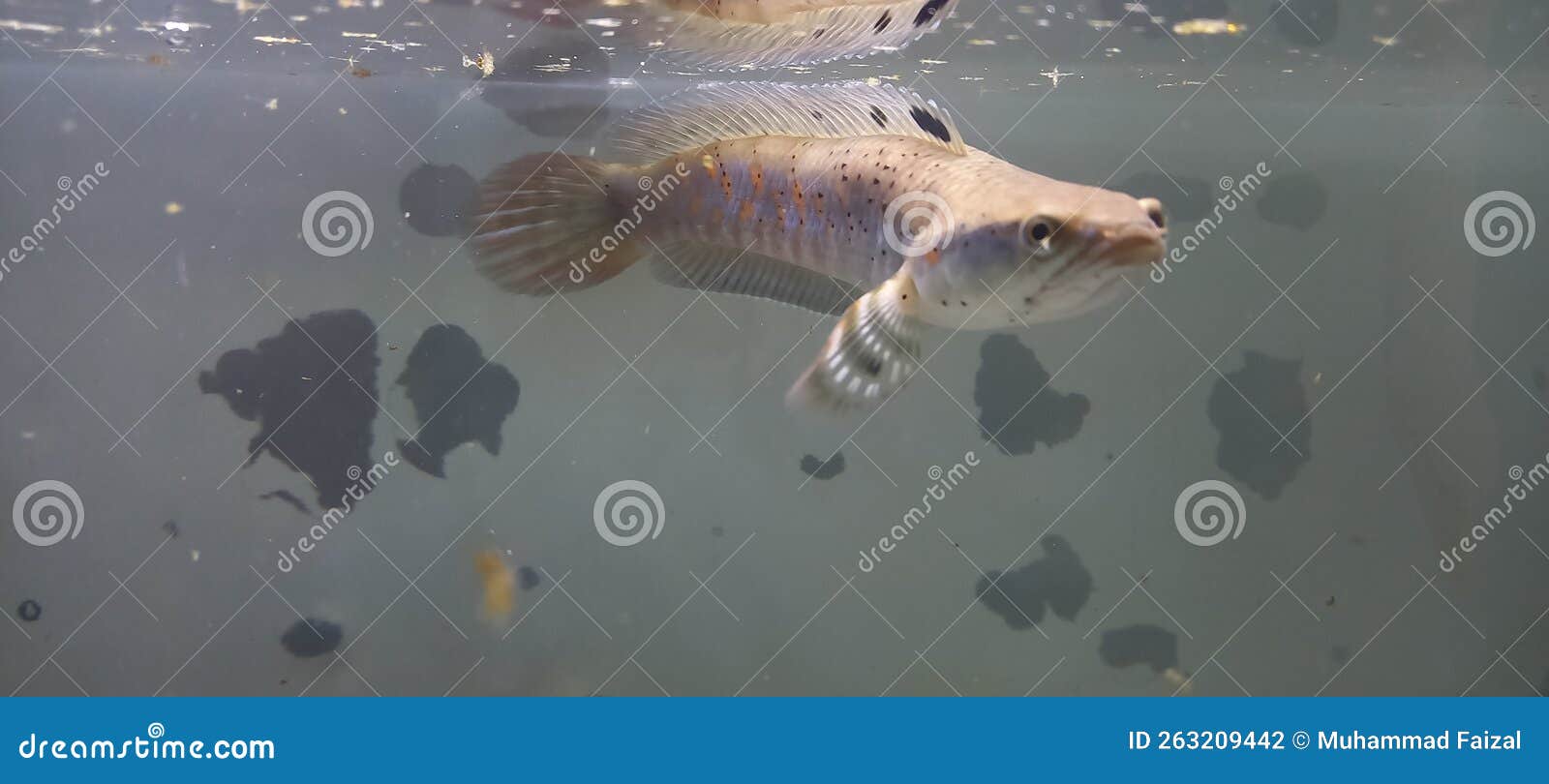 Channa blue pulchra stock photo. Image of ikangabus - 263209442