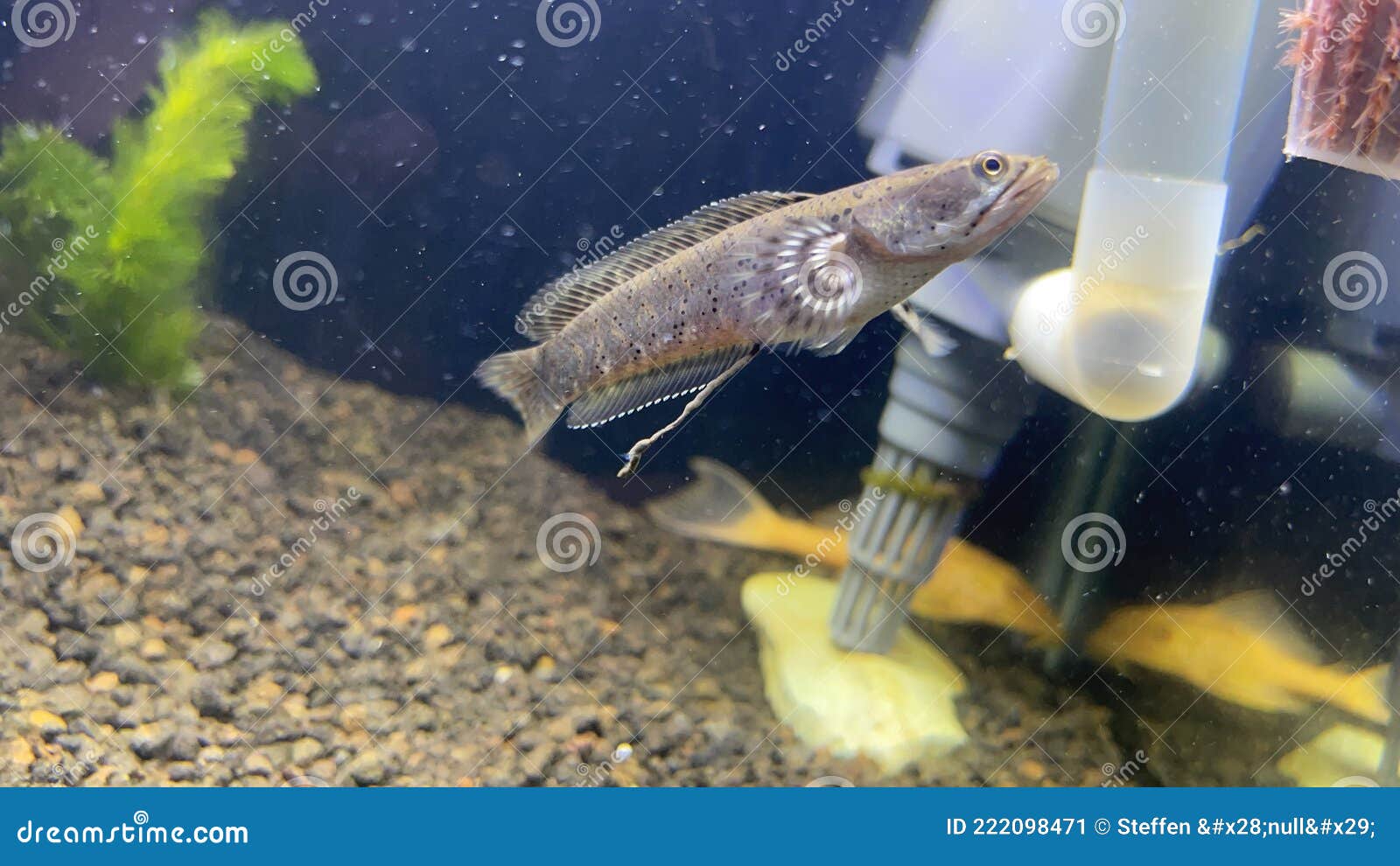 Channa Fish stock image. Image of aquascape, feeding - 222098471