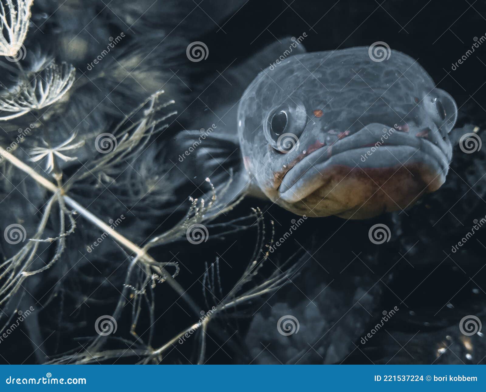 Channa Fish / Predatory Asiatica Snakehead Fish from China Stock Photo ...