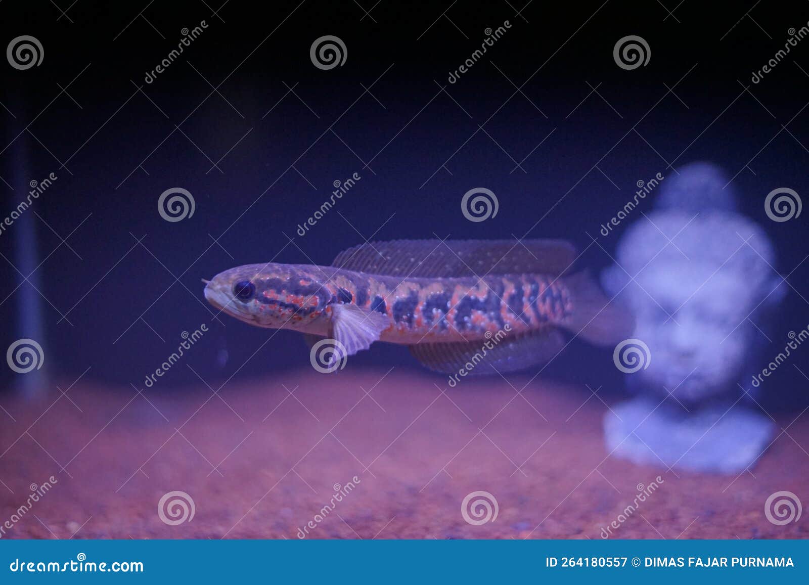 CHANNA FISH stock image. Image of fish, species, channa - 264180557