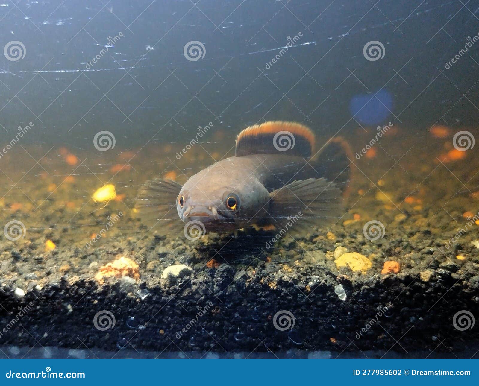 Channa Limbata is a Greateful of Fish on the Asia Stock Photo - Image ...