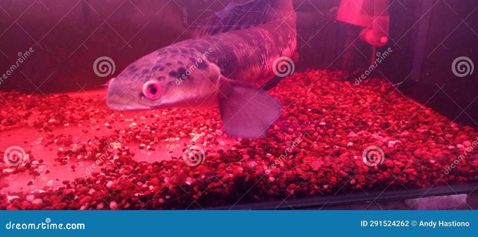 Channa Maru is a Fish Native To Indonesia Stock Photo - Image of maru ...