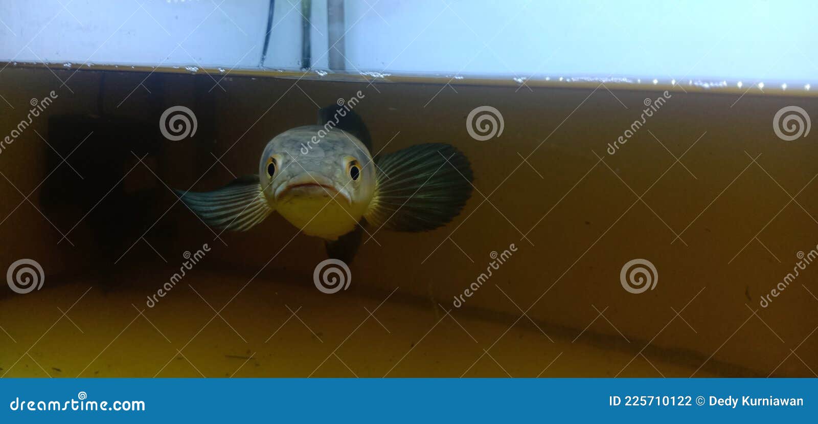 Channa Maru Yellow Sentarum - Indonesia Endemics Snakehead Predator ...