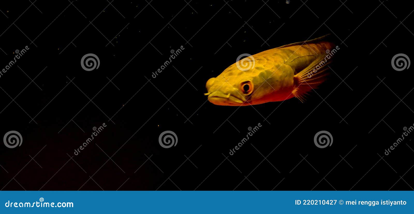 Channa Yellow Sentarum Fish Royalty-Free Stock Photography ...