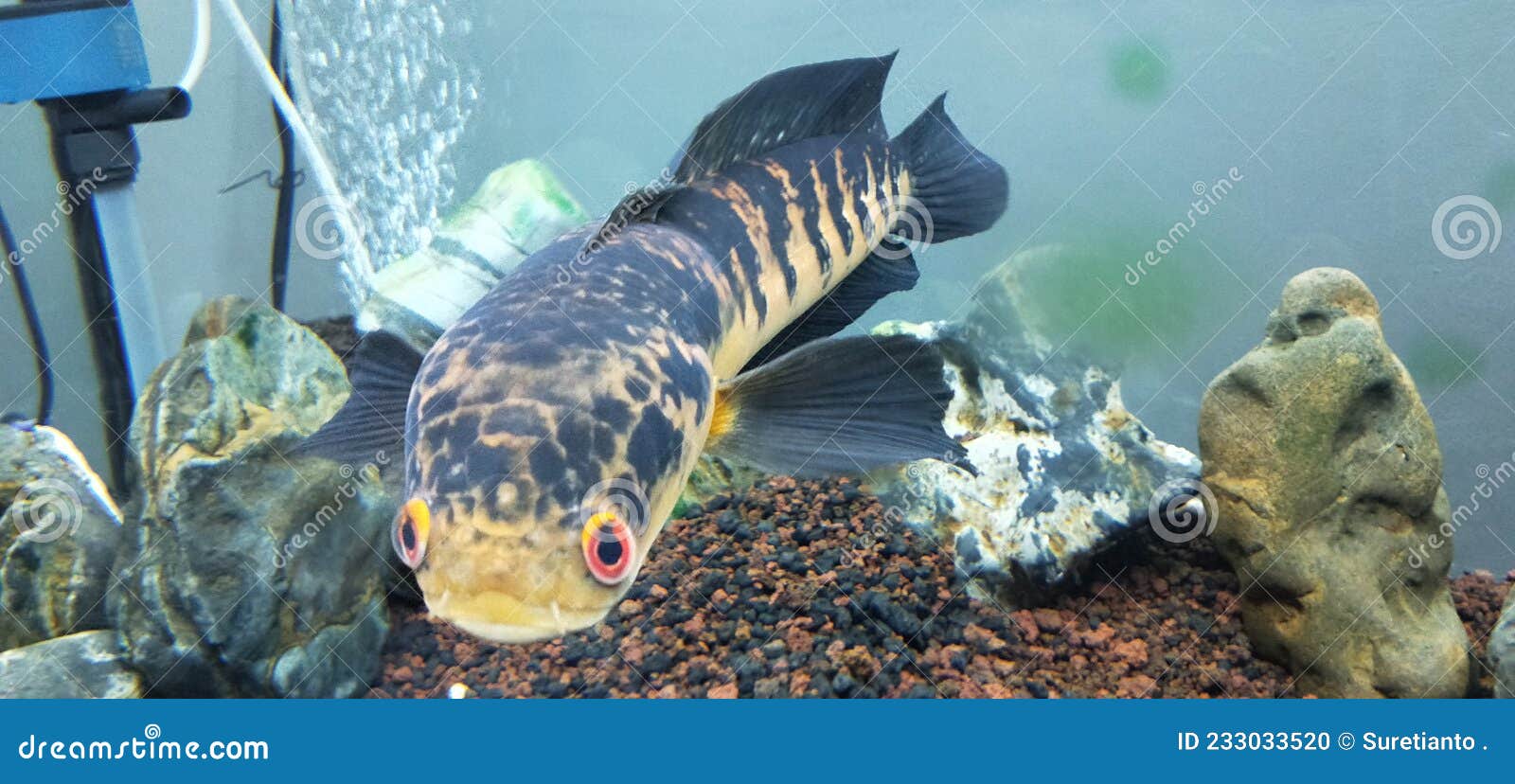 Channa marulius stock photo. Image of aquatic, delicious - 233033520