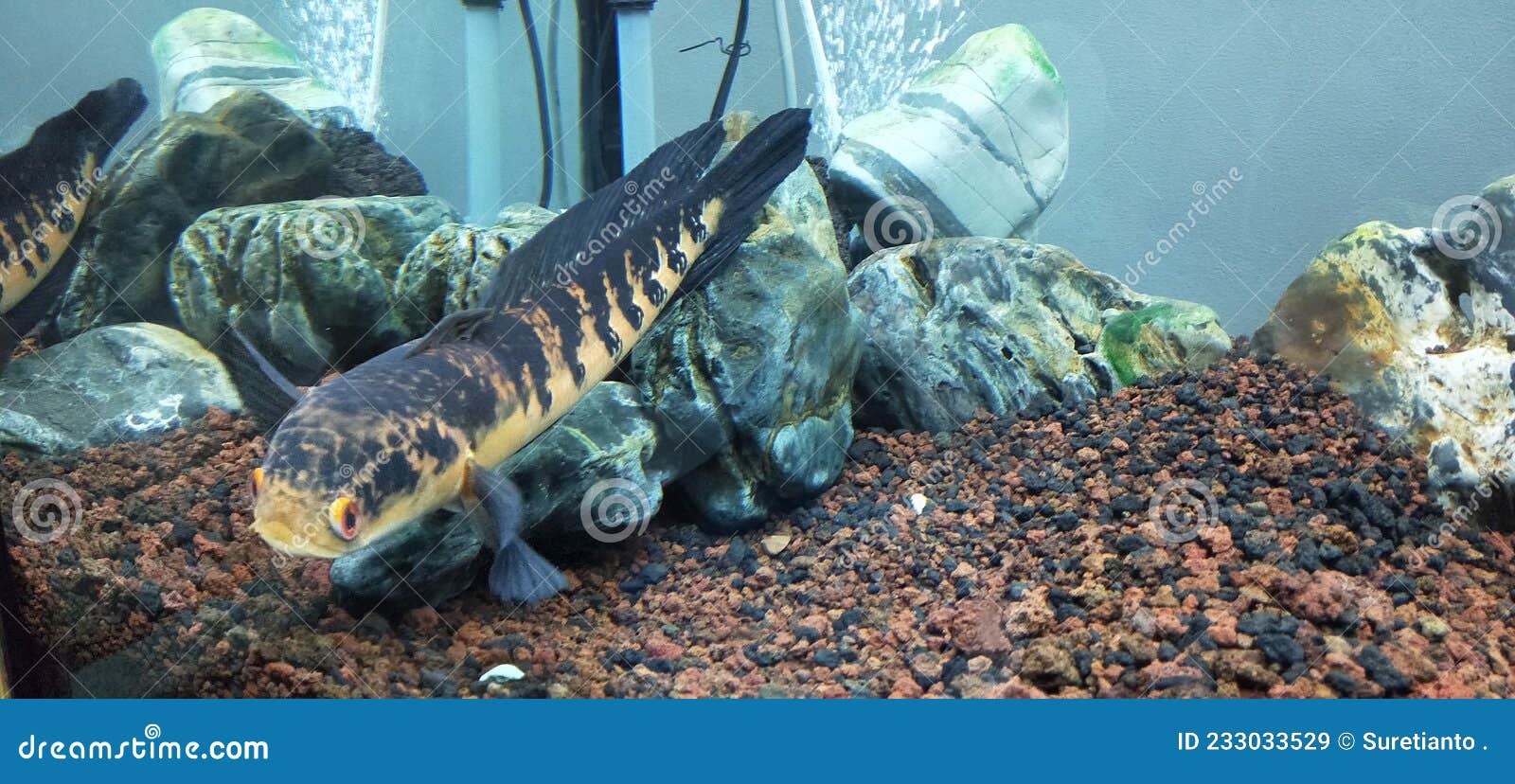 Channa marulius stock image. Image of creature, large - 233033529