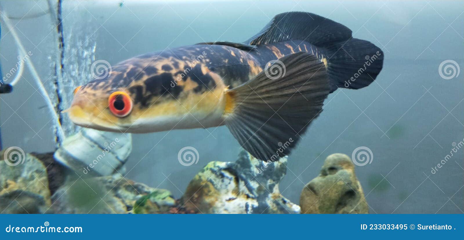 Channa marulius imagen de archivo. Imagen de freshwater - 233033495