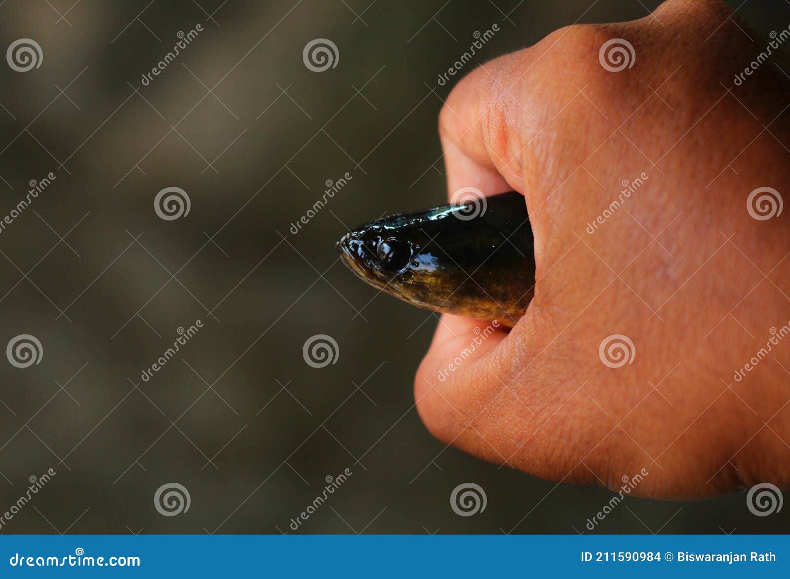 Channa Marulius Fish in Hand Snakehead Murrel Fish in Hand Hd Stock ...