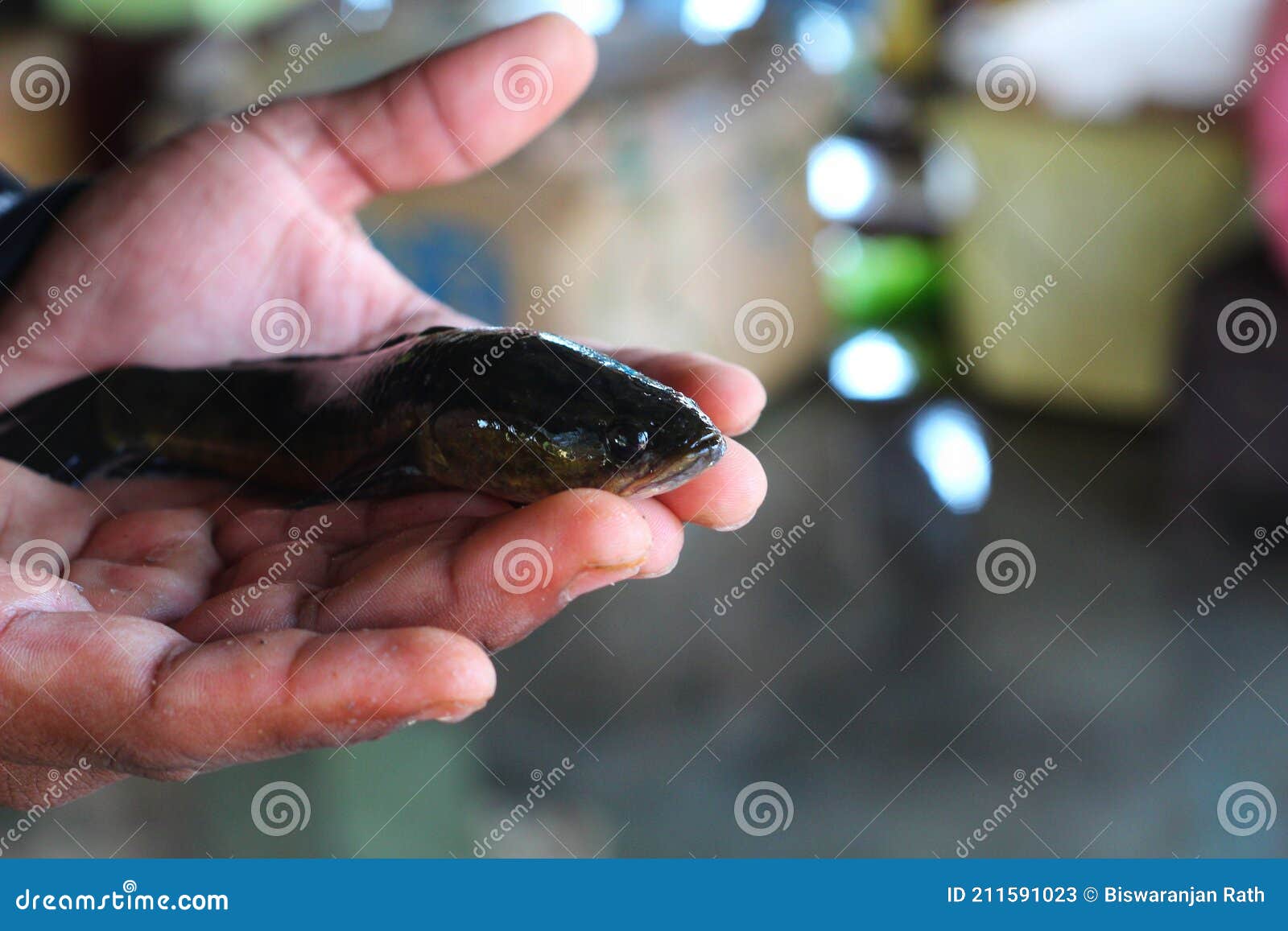 Channa Marulius Fish in Hand Snakehead Murrel Fish in Hand Hd Stock ...