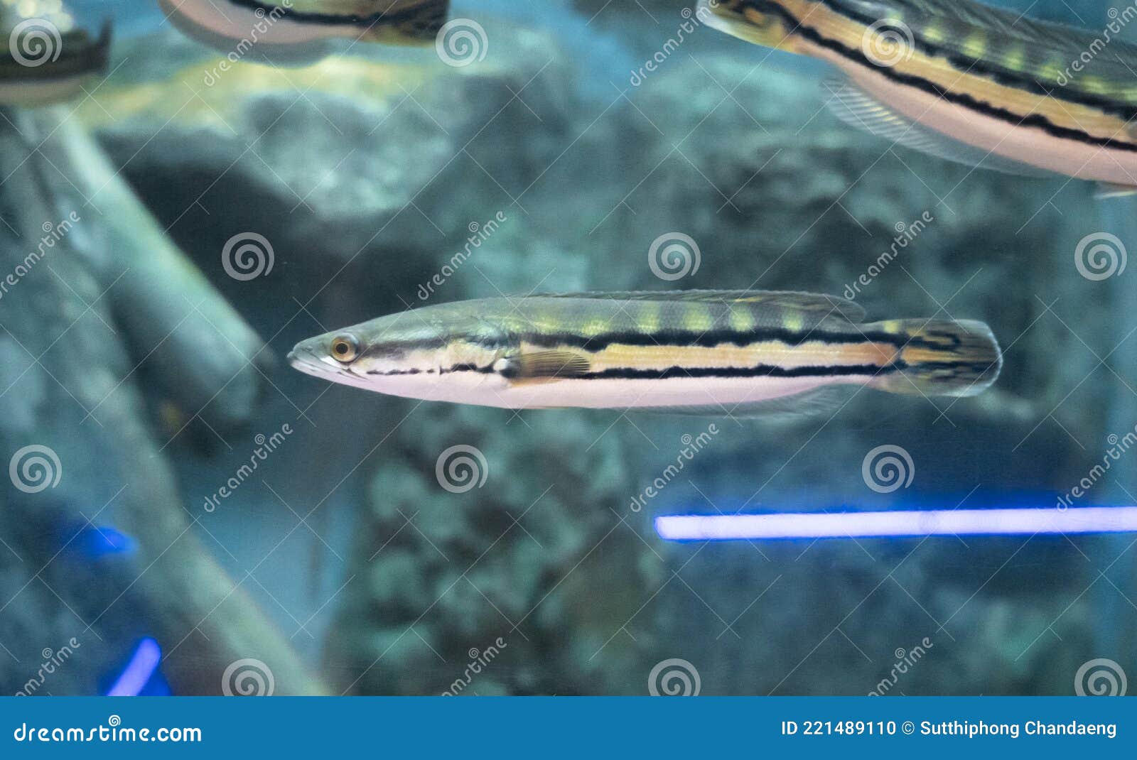 Channa Micropeltes in Aquarium. Freshwater Fish Stock Photo - Image of ...