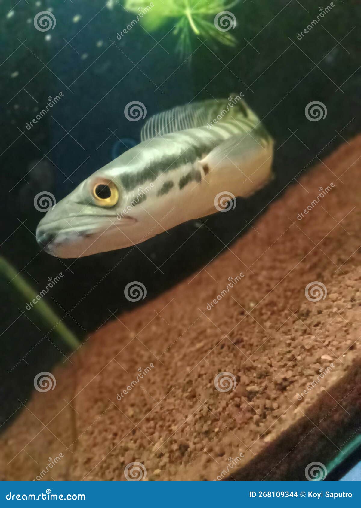 Channa Micropeltes In Aquarium. Freshwater Fish Stock Photography ...