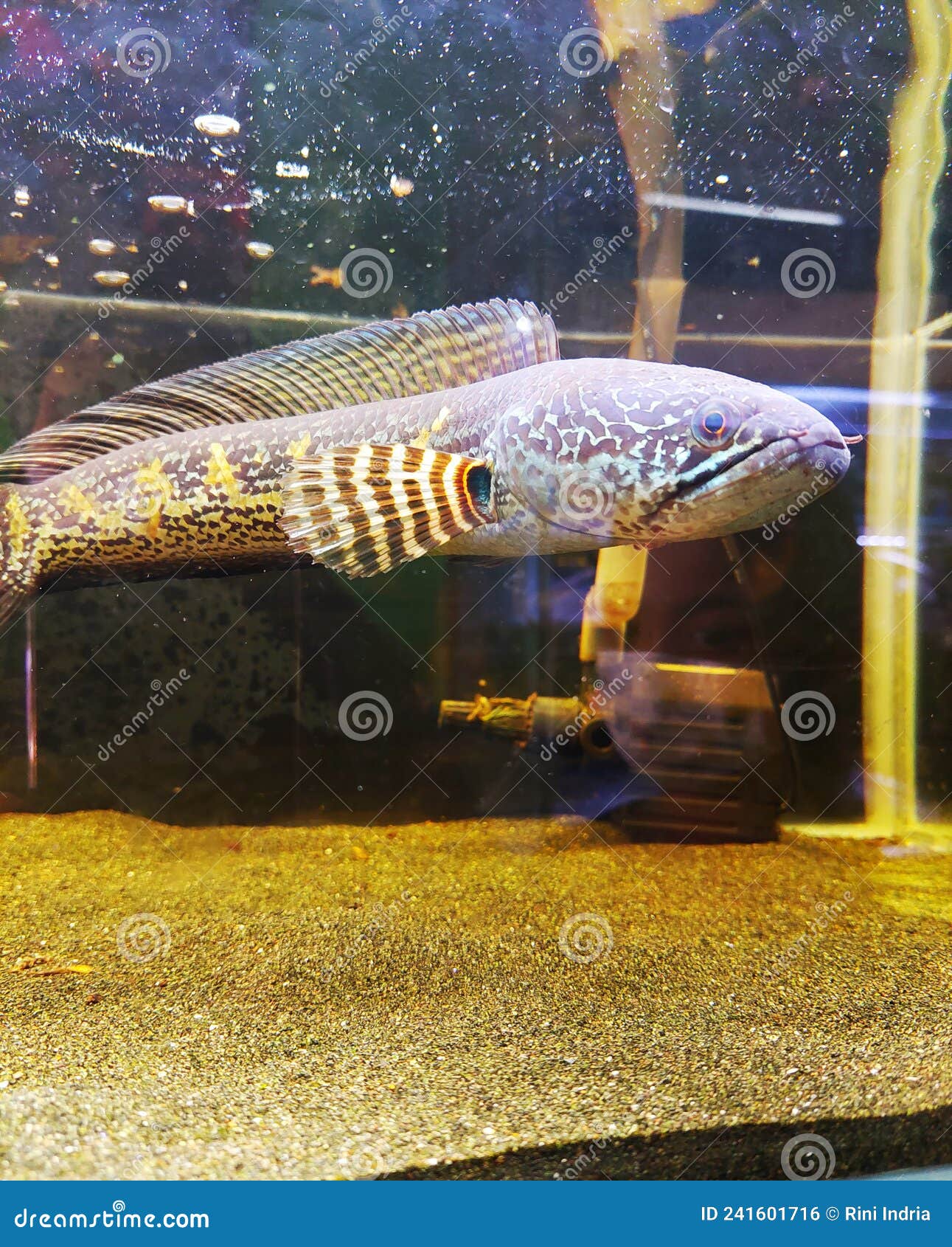 Channa ornamental fish stock photo. Image of reef, screenshot - 241601716