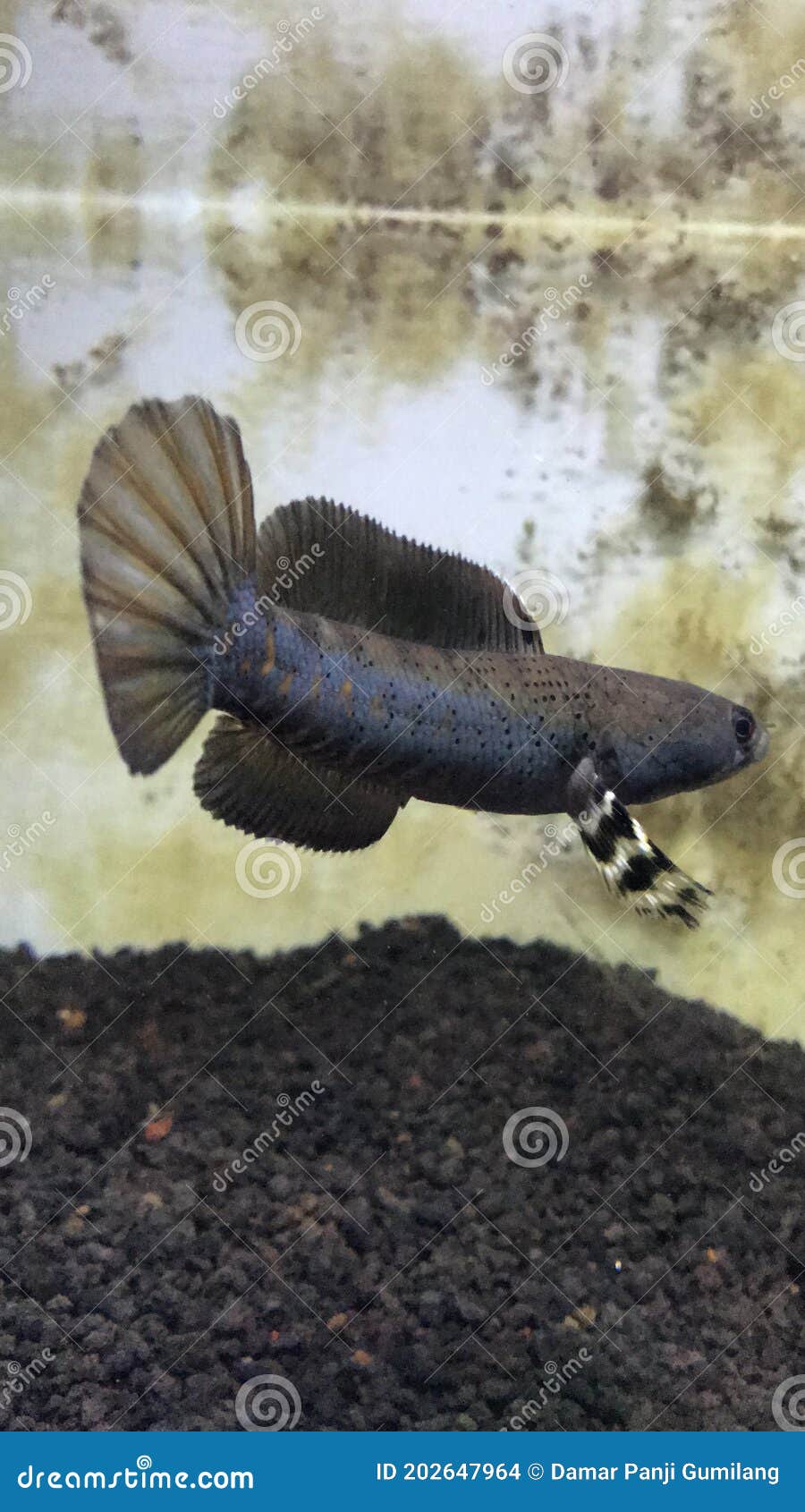 Channa pulchra stock photo. Image of blue, myanmar, channa - 202647964