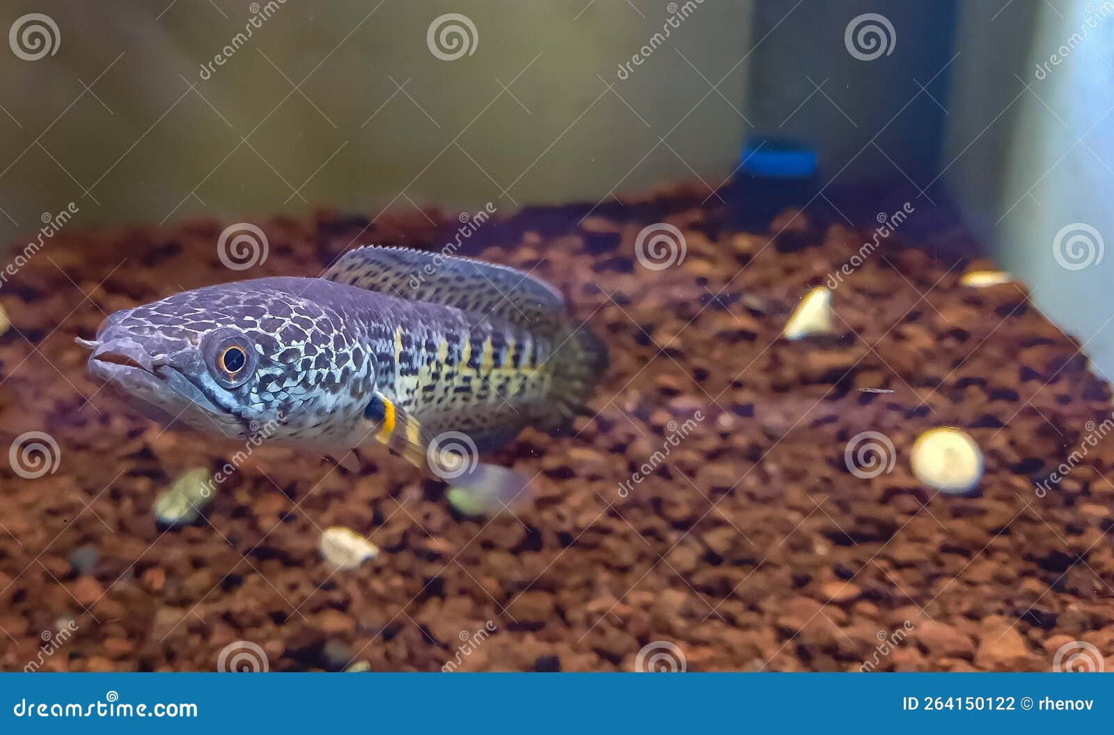 Channa Stewarti Baby Fish Predaor Stock Photo - Image of fish, hobby ...