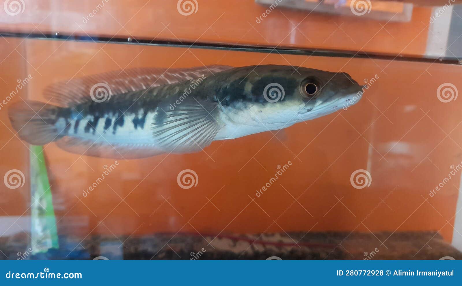 Channa Yellow Sentarum Fish Royalty-Free Stock Photography ...