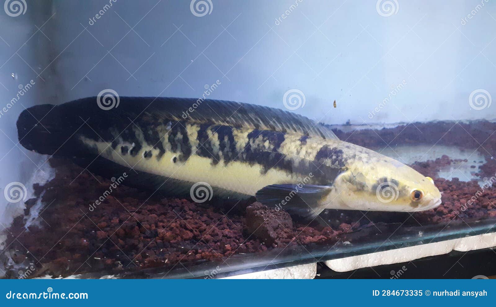 Channa Yellow Sentarum the Predator Fish Stock Image - Image of channa ...