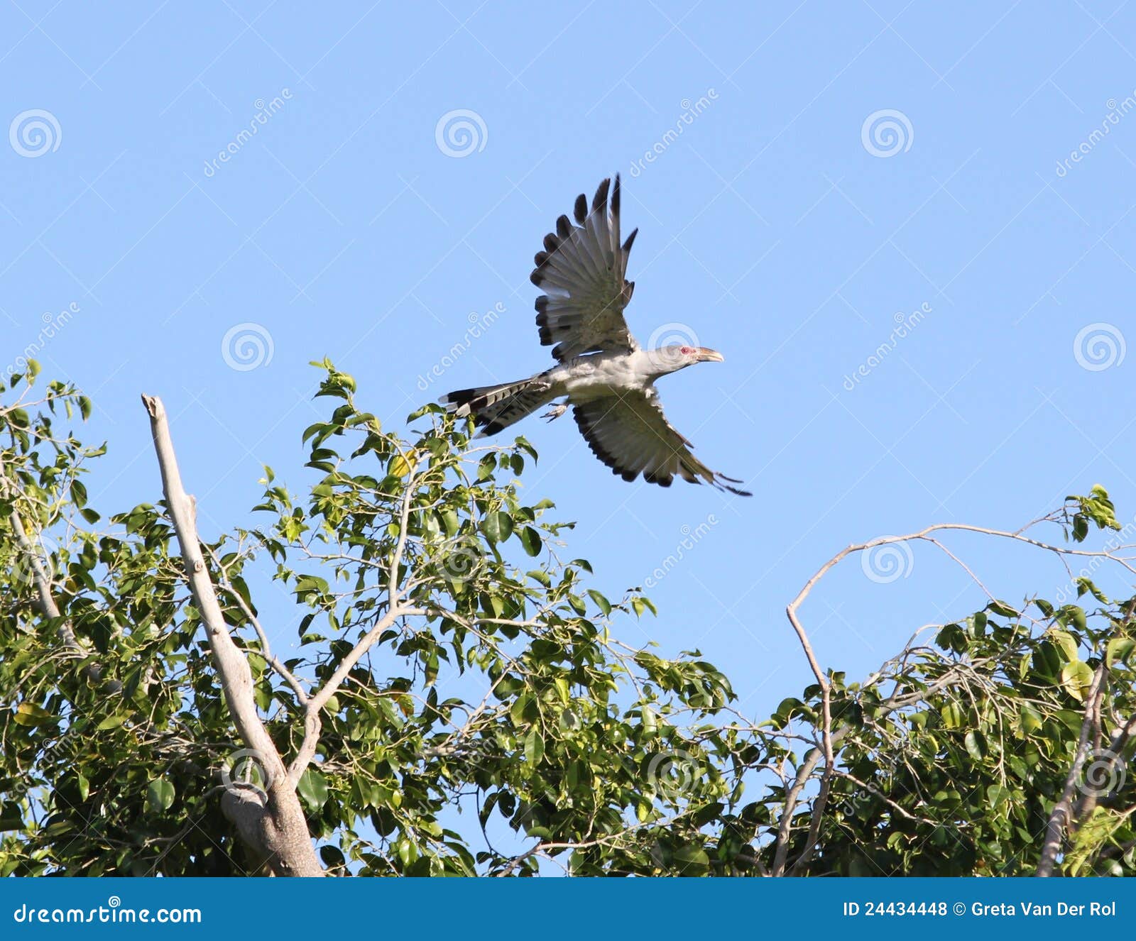 Channel-billed Cuckoo Flying Stock Photo - Image of cuckoo, channel ...