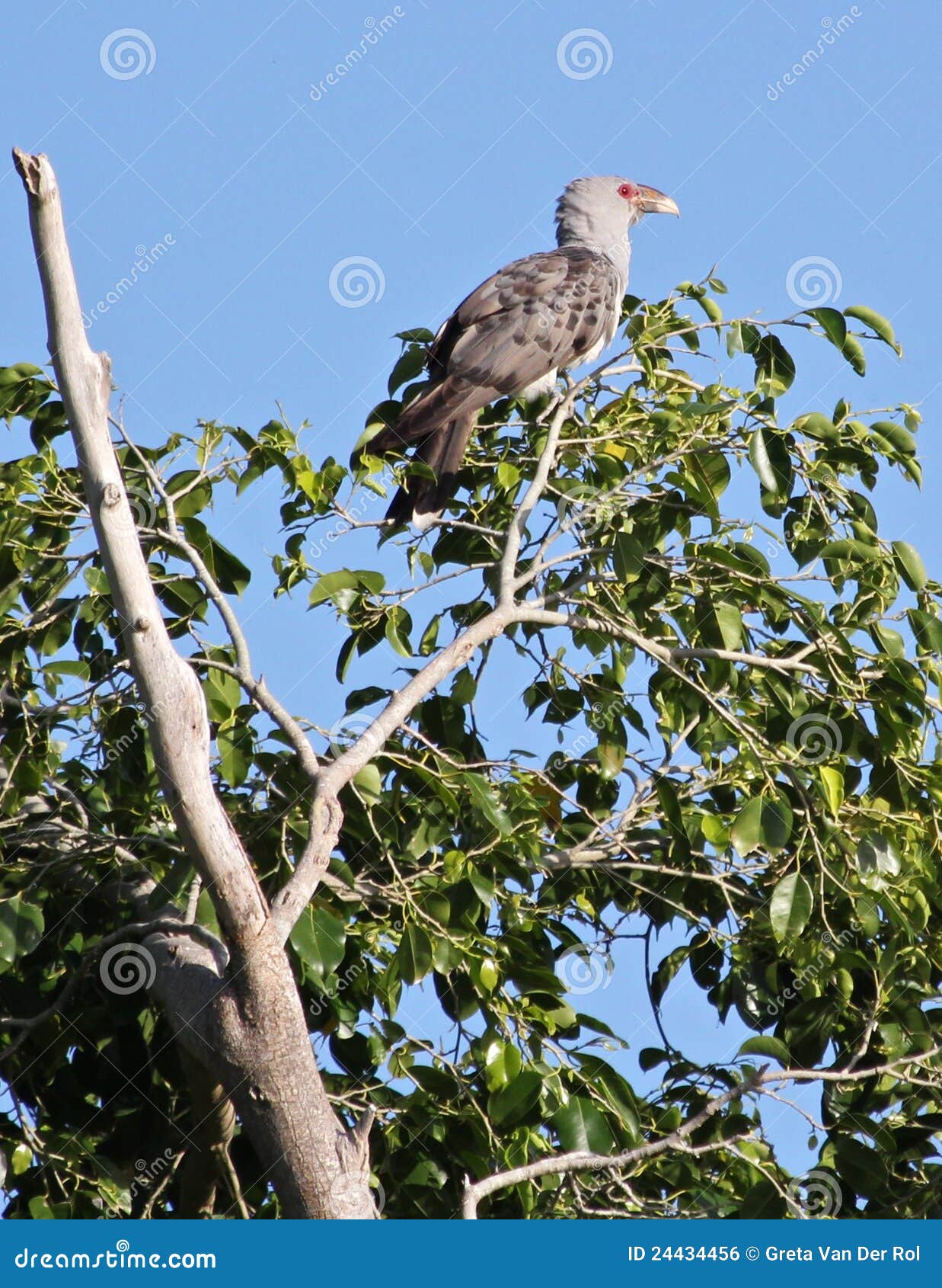 Channel-billed Cuckoo Resting Stock Photo - Image of channel, native ...