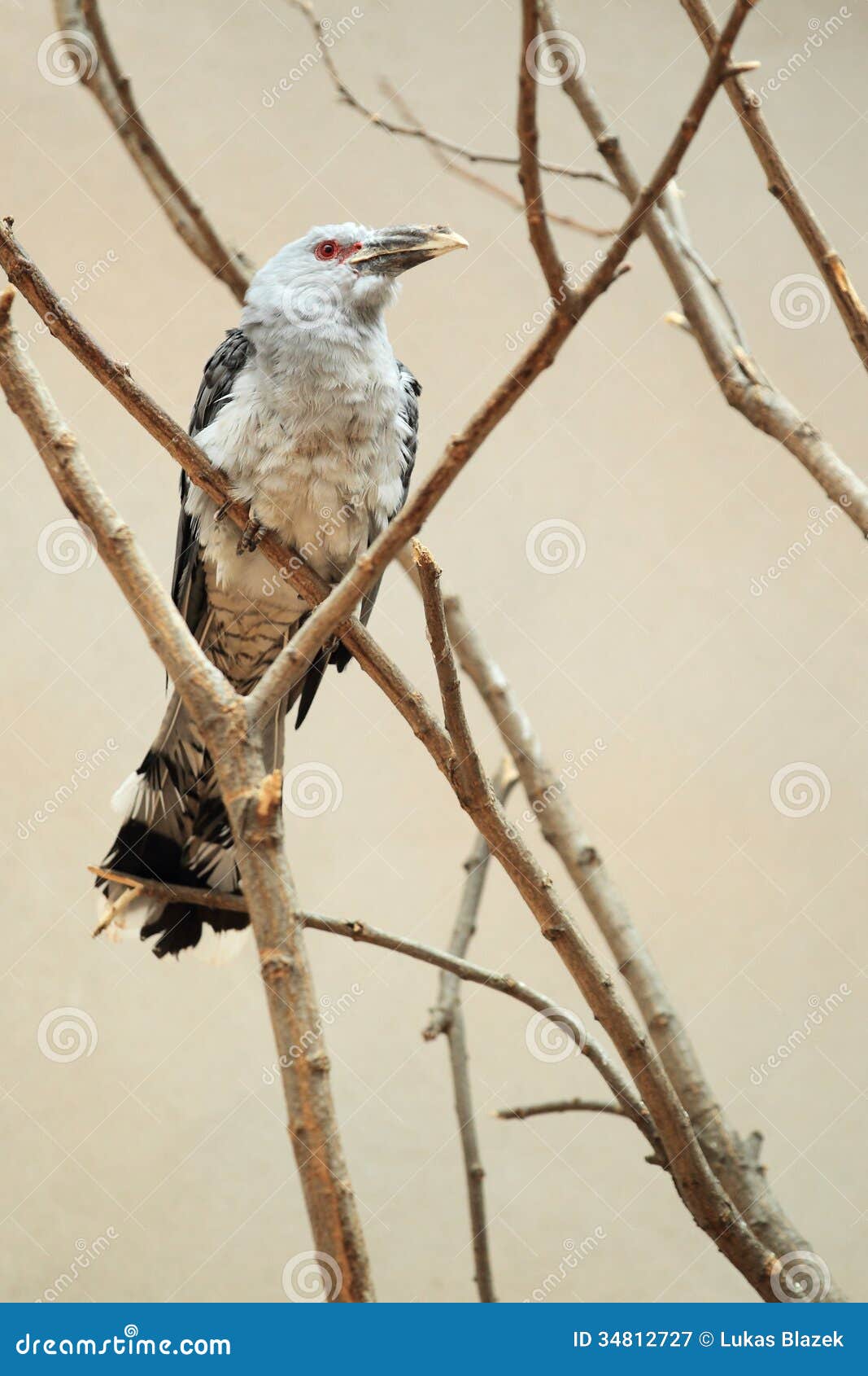 Channel-billed cuckoo stock image. Image of parasite - 34812727