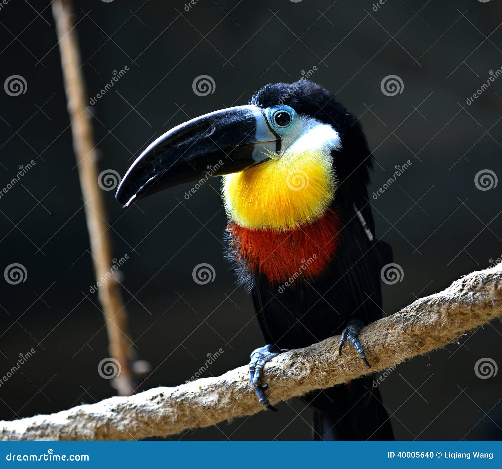 Channel billed toucan stock photo. Image of trees, environment - 40005640
