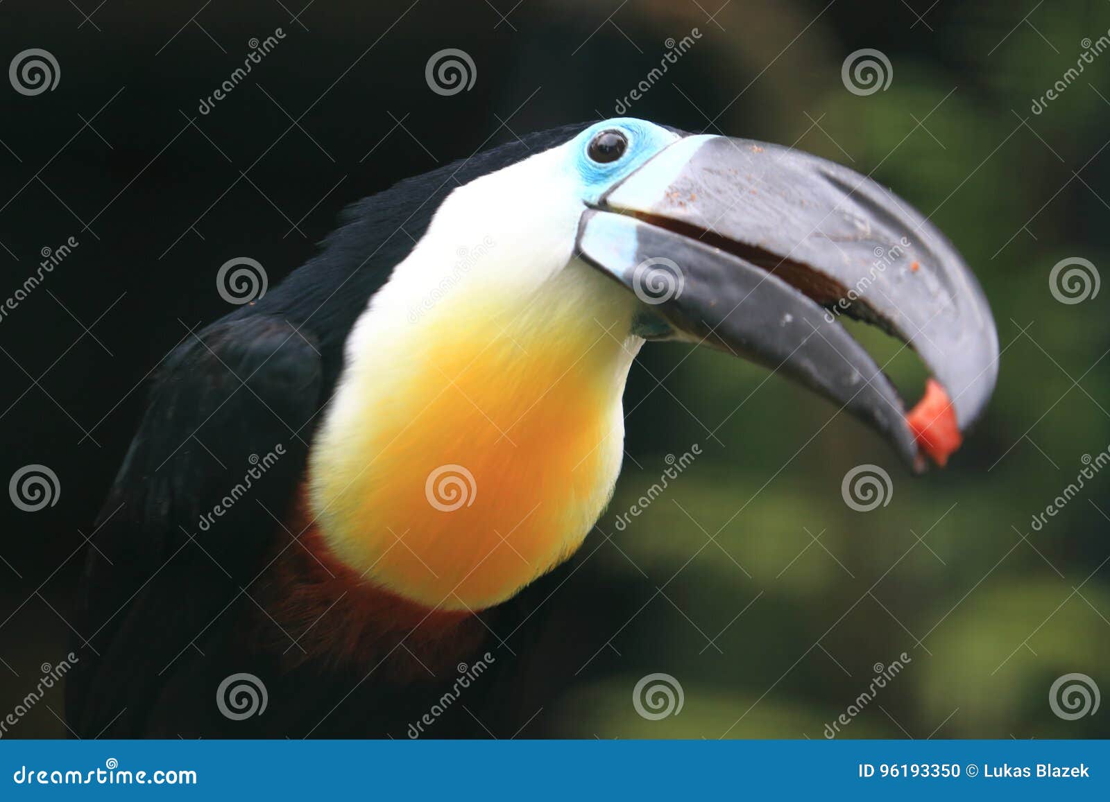 Channel-billed toucan stock photo. Image of bird, billed - 96193350