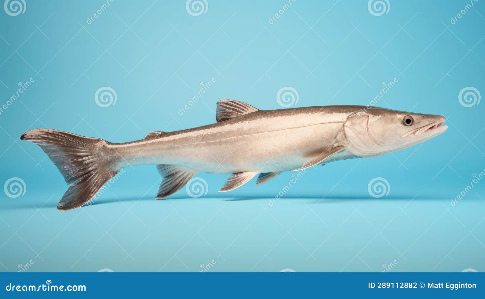 Channel Catfish stock illustration. Illustration of wildlife - 289112882