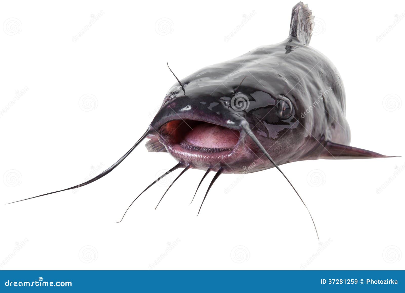 Channel Catfish, Ictalurus Punctatus, Dangerous Invasive Freshwater ...
