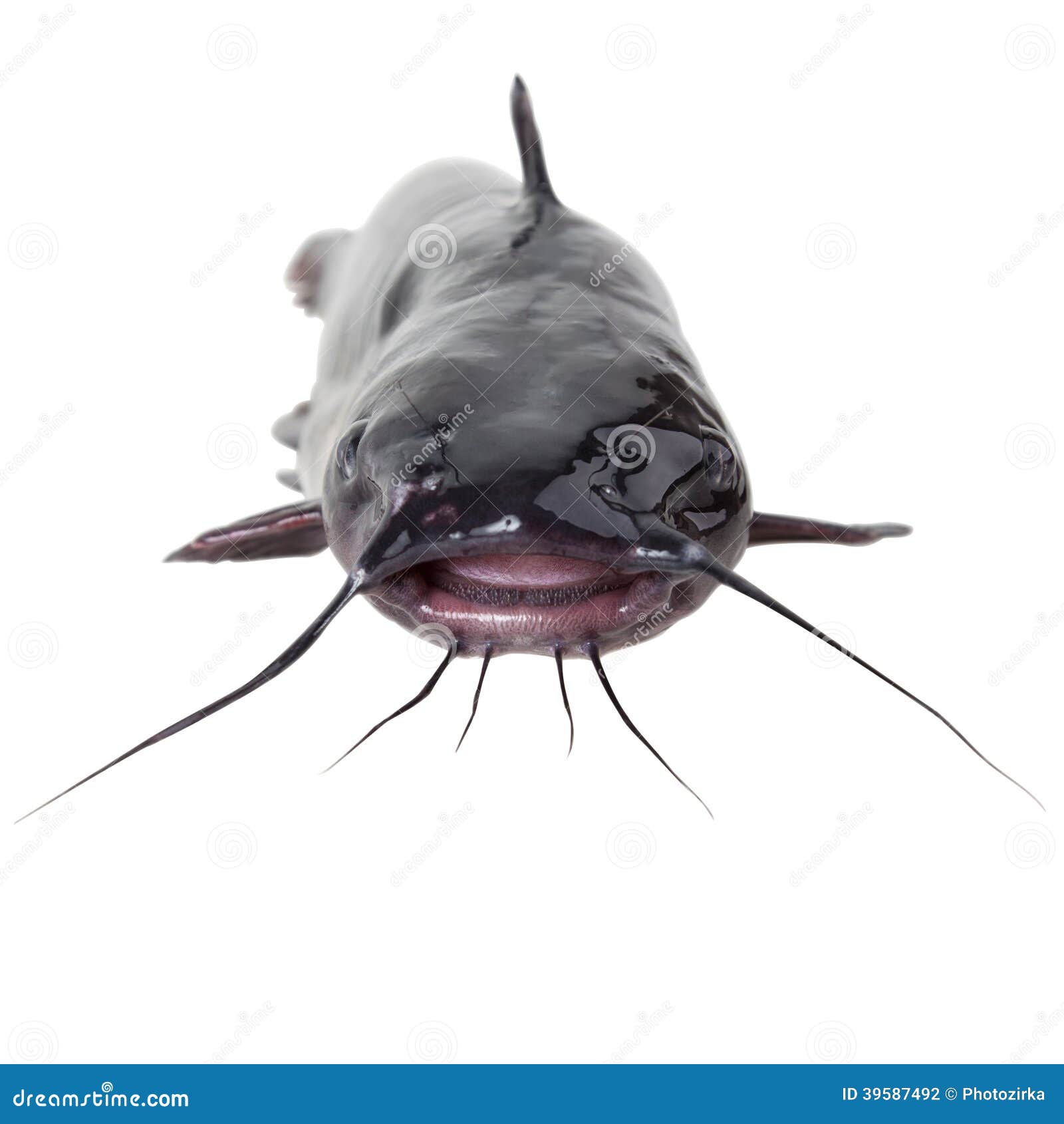 Channel catfish stock photo. Image of animal, eating - 39587492