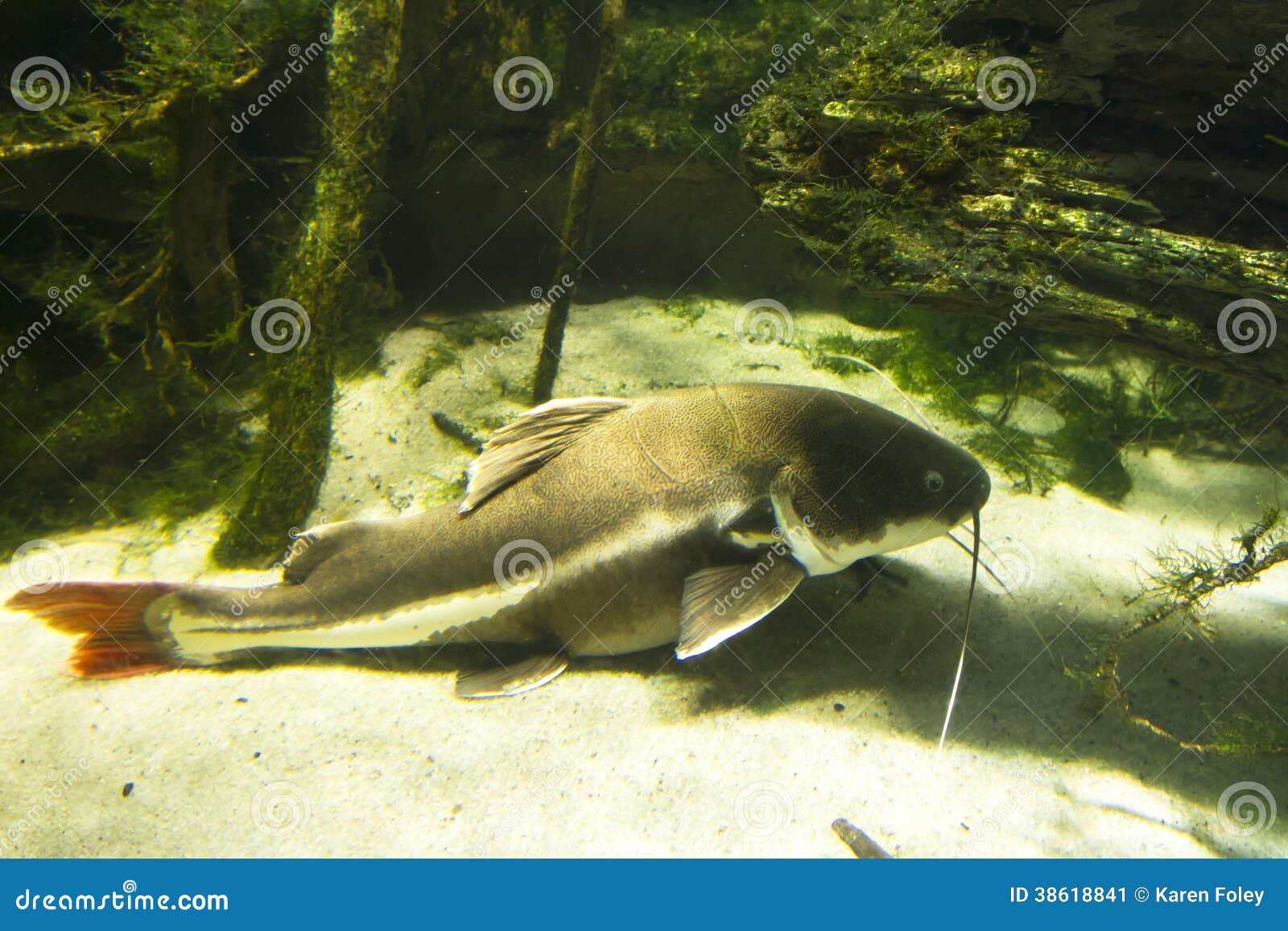 Channel Catfish, Ictalurus Punctatus, Dangerous Invasive Freshwater ...