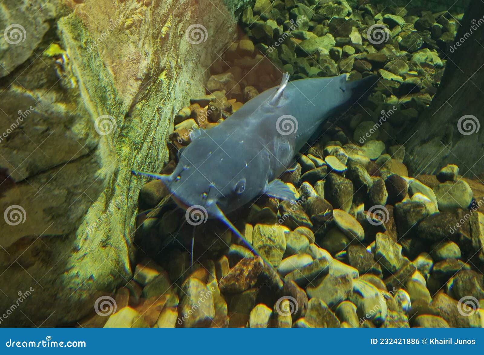 Channel Catfish, Ictalurus Punctatus, Dangerous Freshwater Predator ...