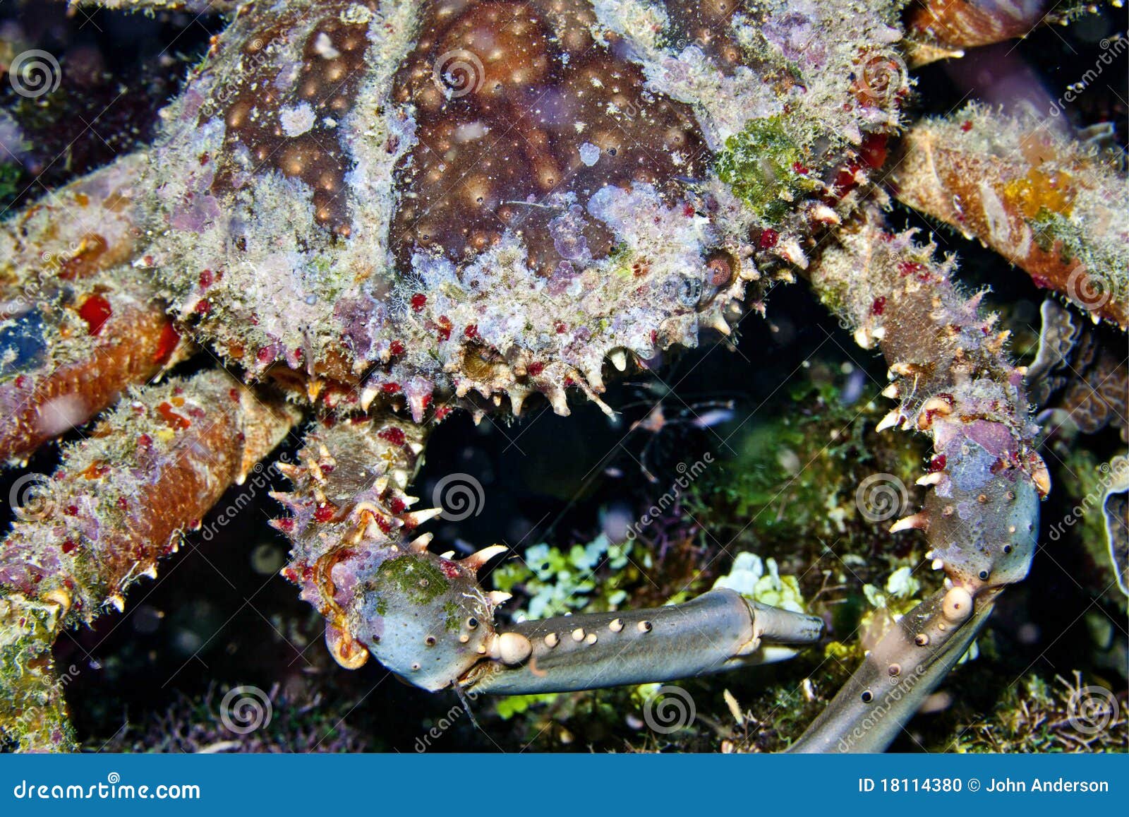 Channel clinging crab stock photo. Image of roatan, central - 18114380