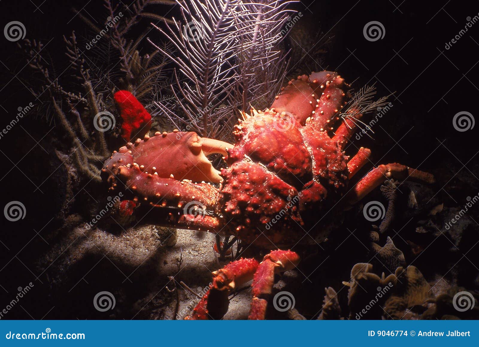 Channel Clinging Crab, Roatan, Honduras Stock Photo - Image of diving ...