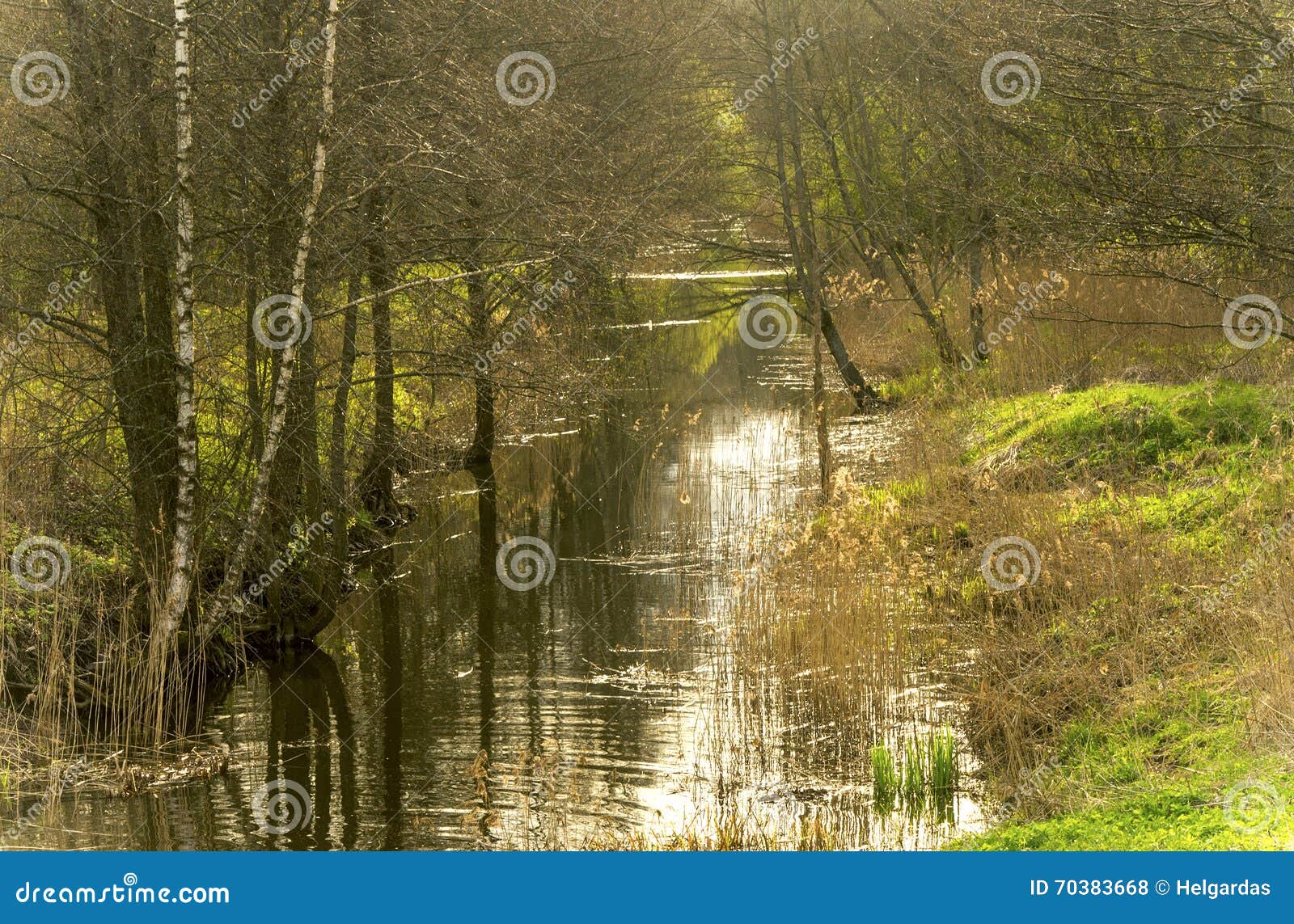 Channel in a forest stock photo. Image of fisherman, evening - 70383668