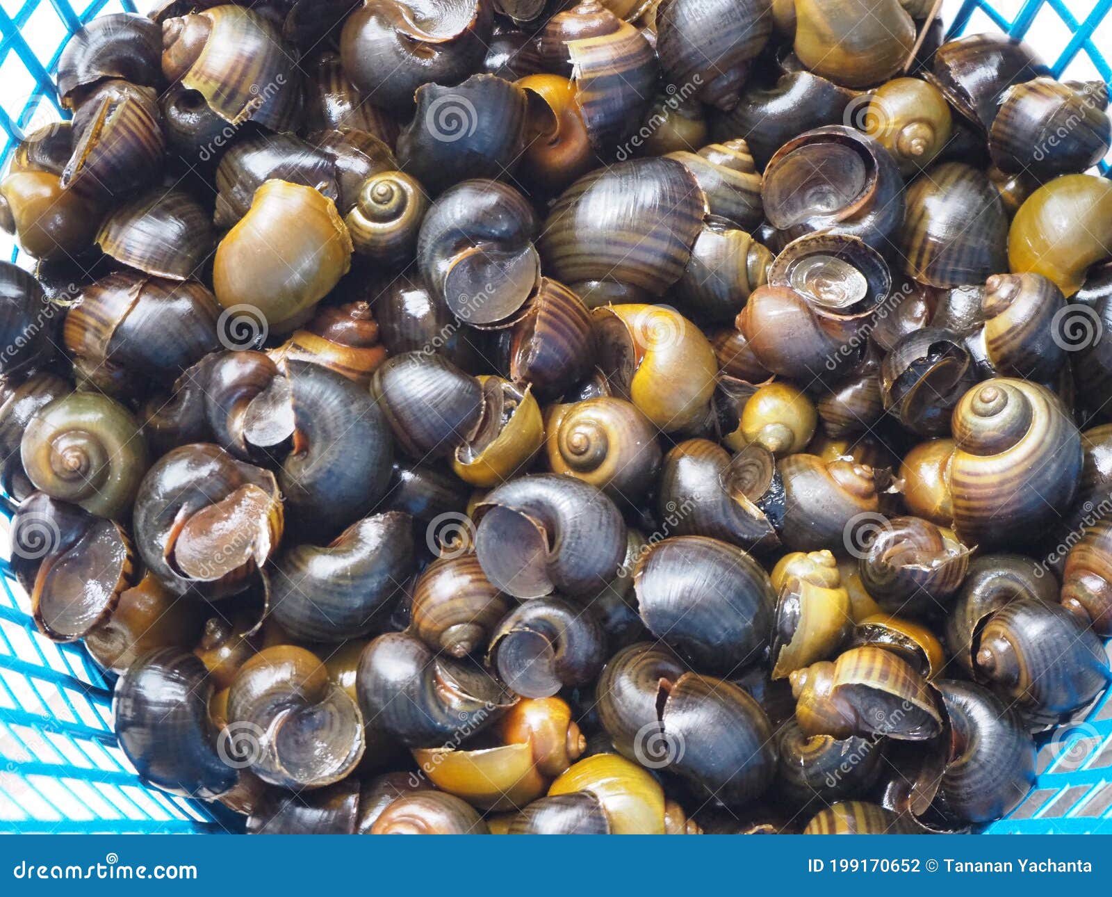 Channeled Applesnail On The Ground - Pomacea Canaliculata Royalty-Free ...